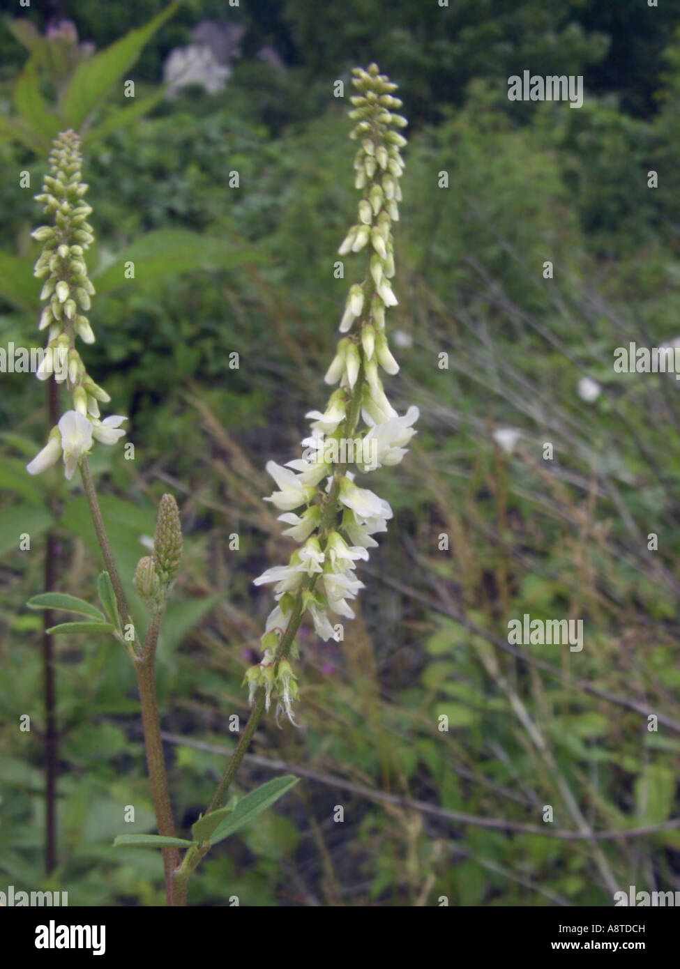 white melilot, white sweetclover (Melilotus albus, Melilotus alba ...
