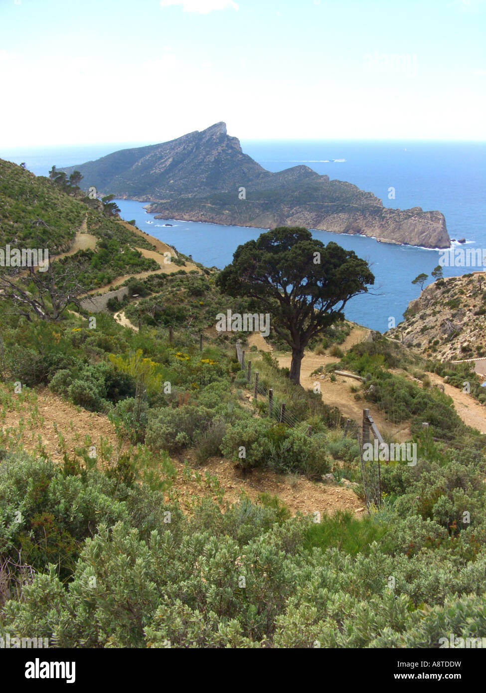 holm oak, evergreen oak (Quercus ilex), single tree in the area of the ...