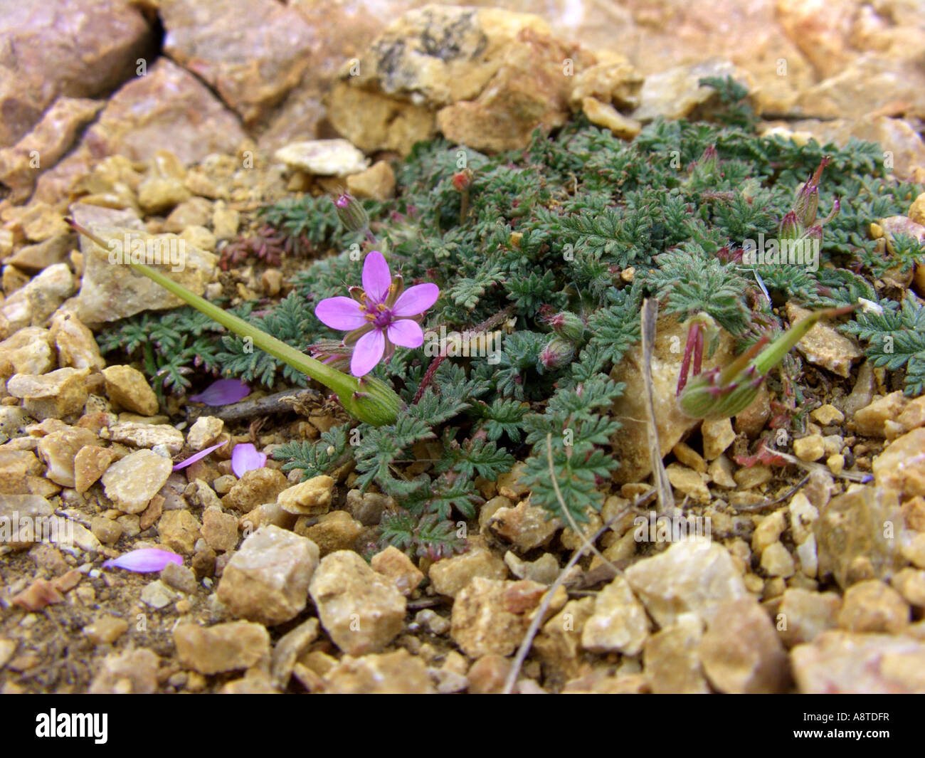 common stork's-bill, red-stemmed filaree, pin clover (Erodium ...