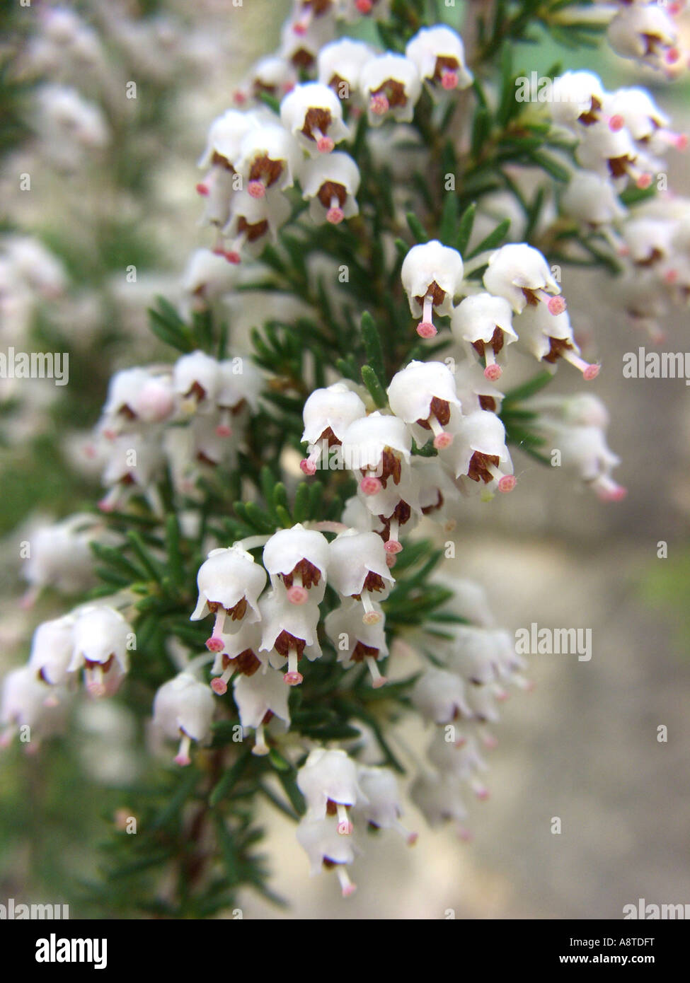 tree heath (Erica arborea), blossoms, Spain, Majorca Stock Photo - Alamy