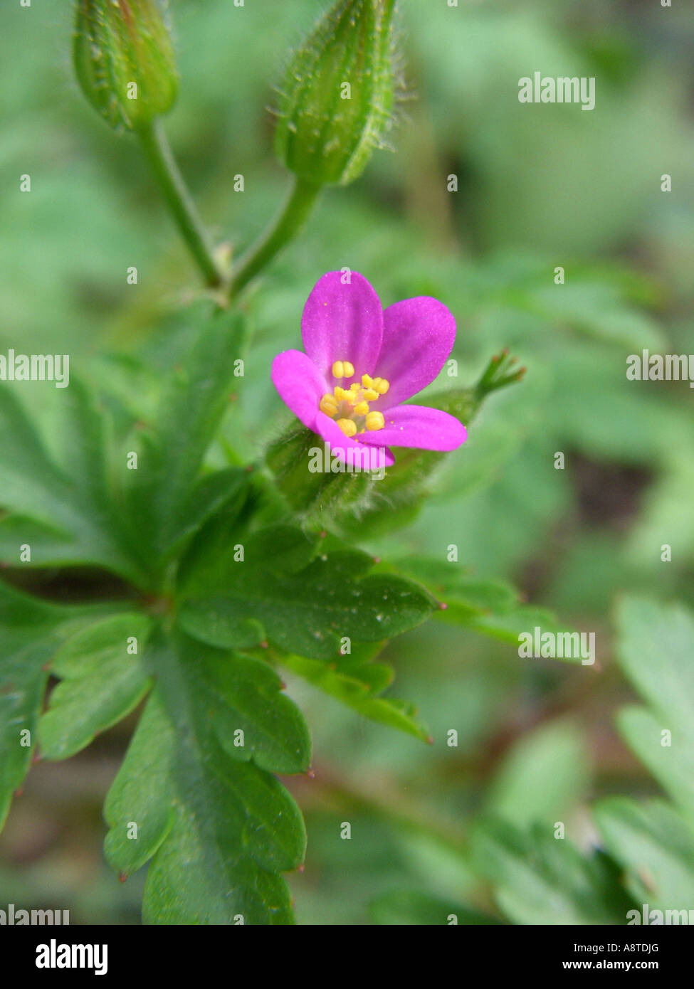 little-robin, purple-flowered cranesbill (Geranium purpureum), single ...