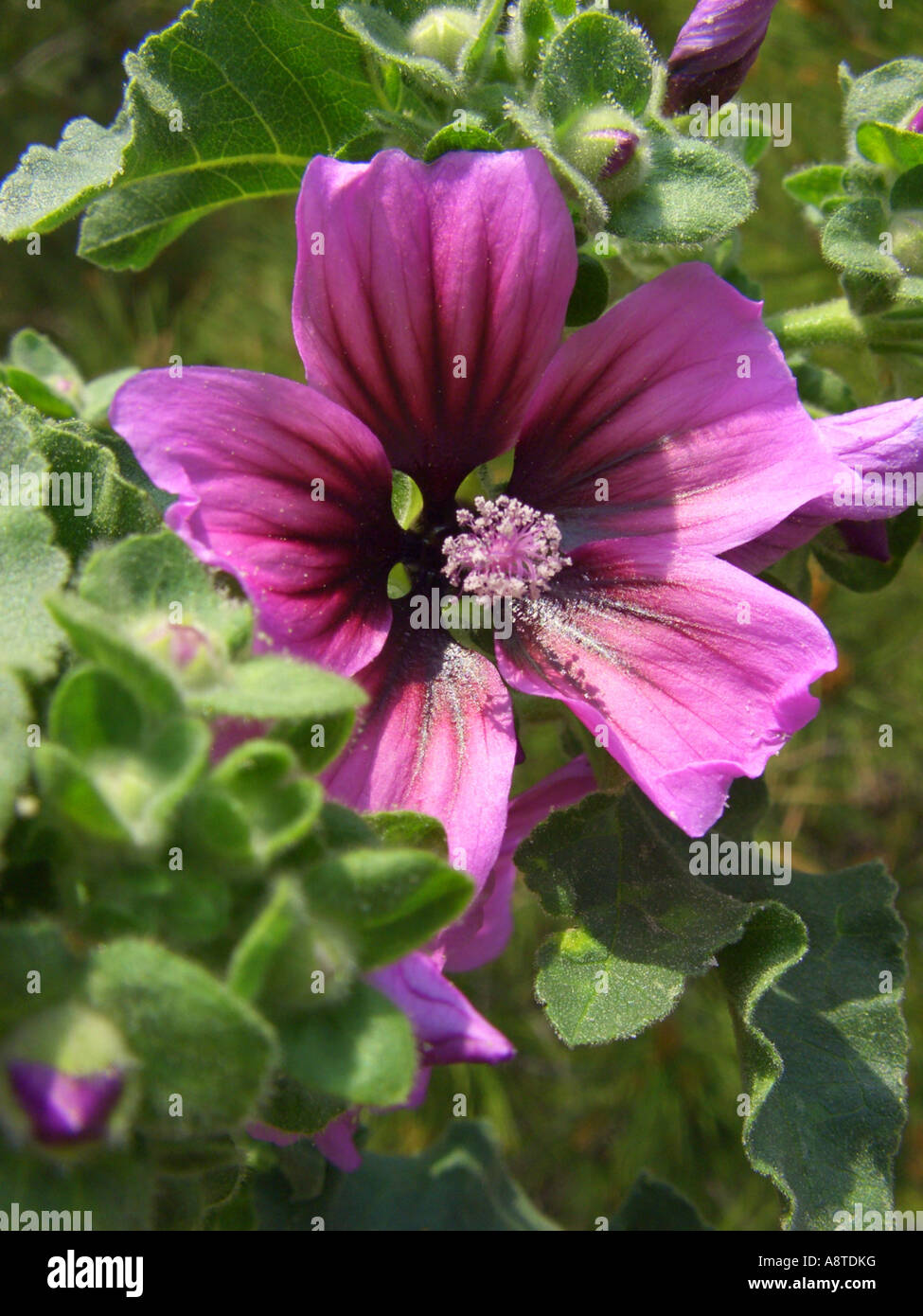 tree-mallow, tree sea mallow (Lavatera arborea), single blossom, Spain ...