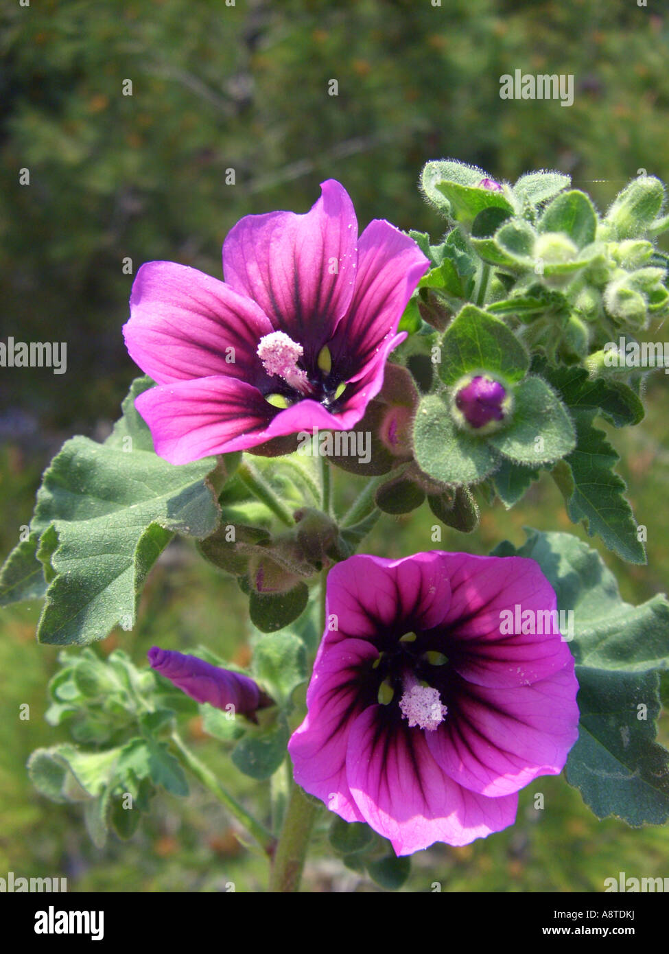 tree-mallow, tree sea mallow (Lavatera arborea), blossoms, Spain ...