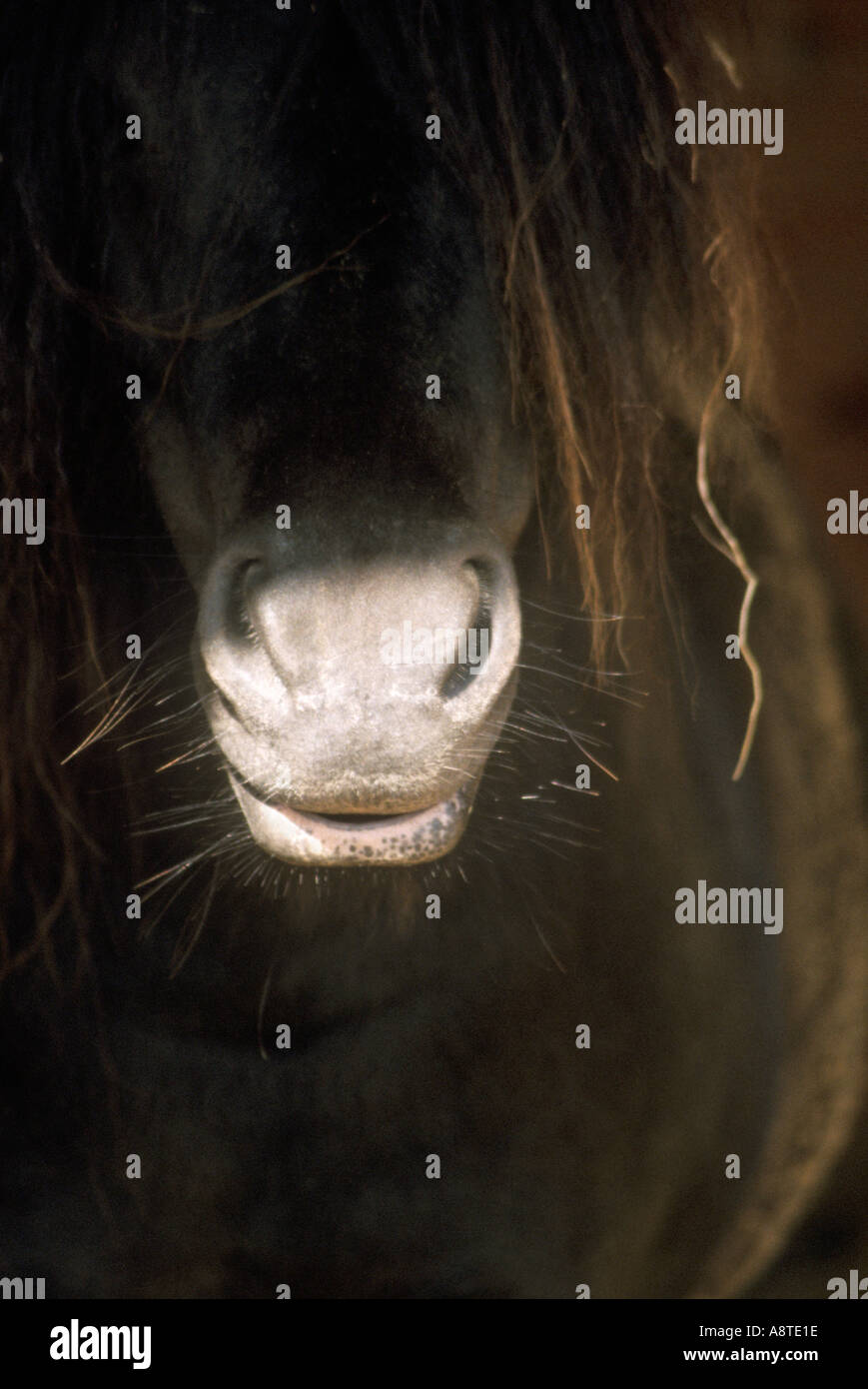 Muzzle of a Shetland Pony in a pool of light Stock Photo - Alamy
