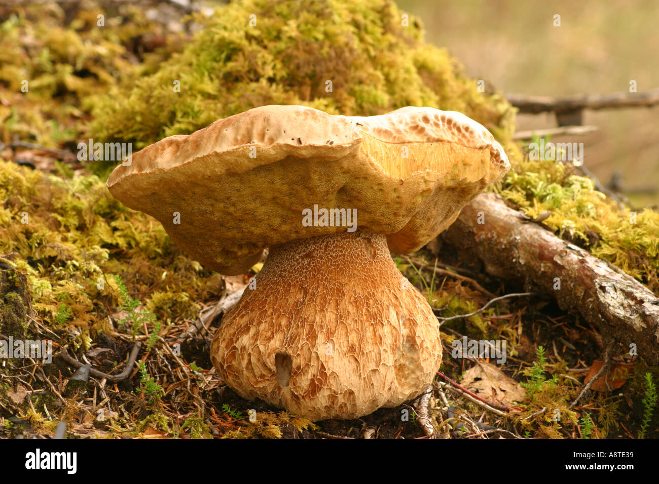 King bolete hi-res stock photography and images - Alamy