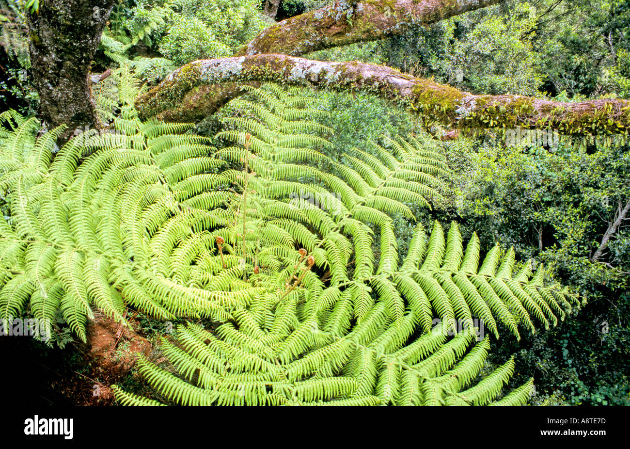 Tree fern rain forest Dorrigo New South Wales Australia Stock Photo - Alamy