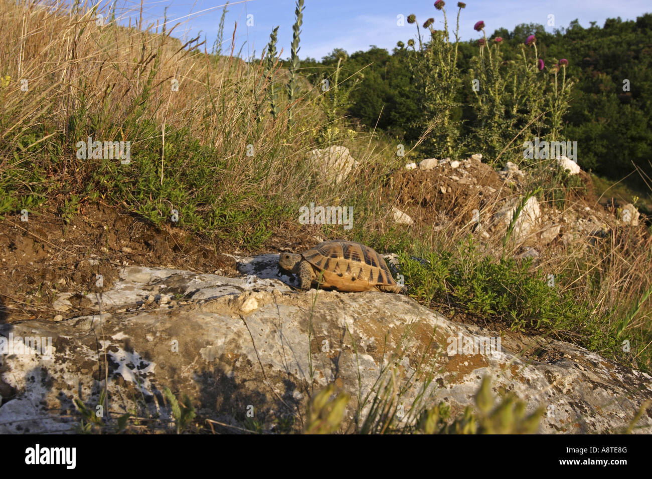 Hermann's tortoise, Greek tortoise (Testudo hermanni), in its habitat ...