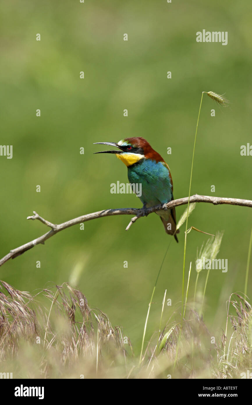 Bee eaters communication hi-res stock photography and images - Alamy