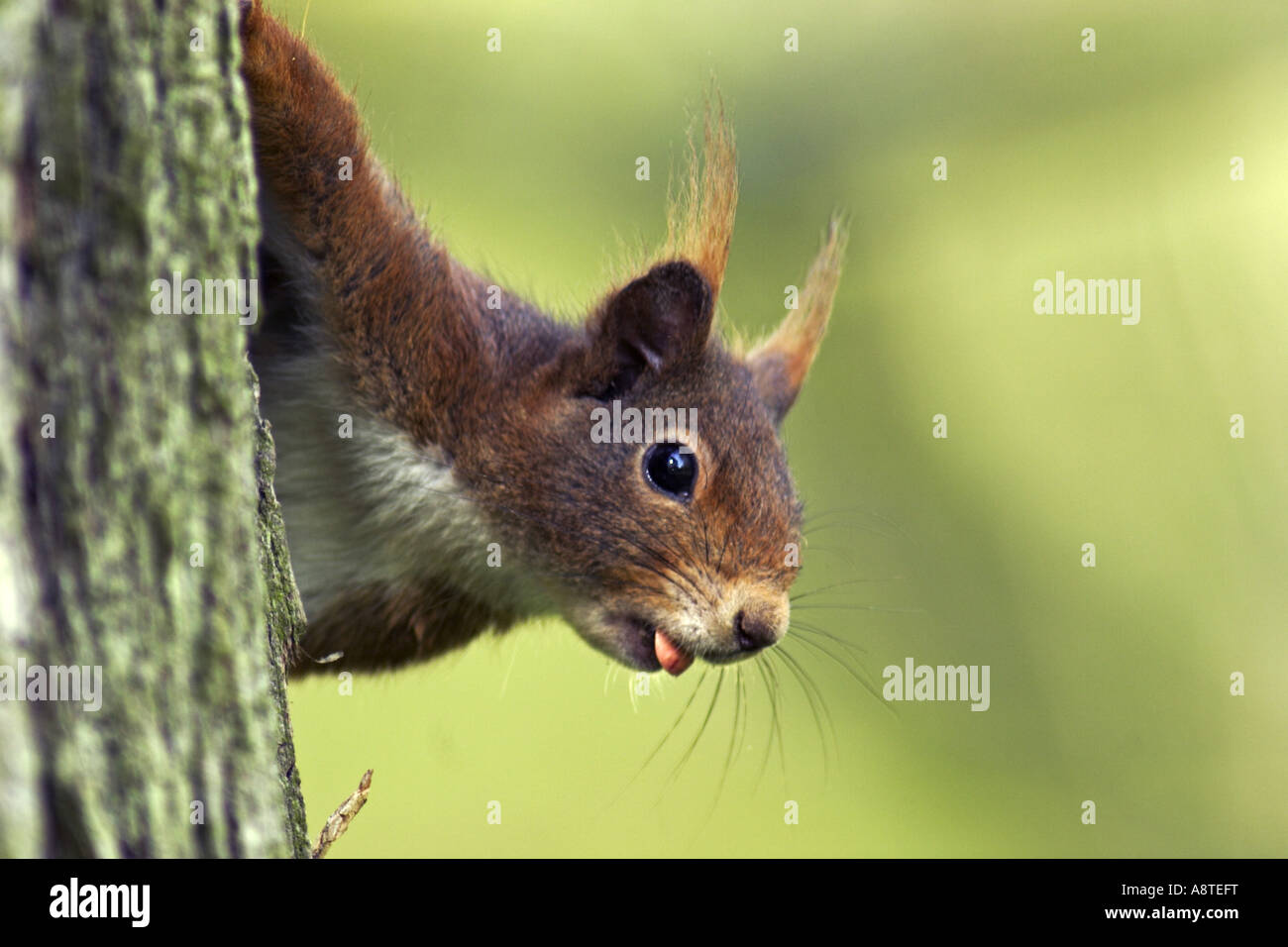 Squirrel tongue out hi-res stock photography and images - Alamy