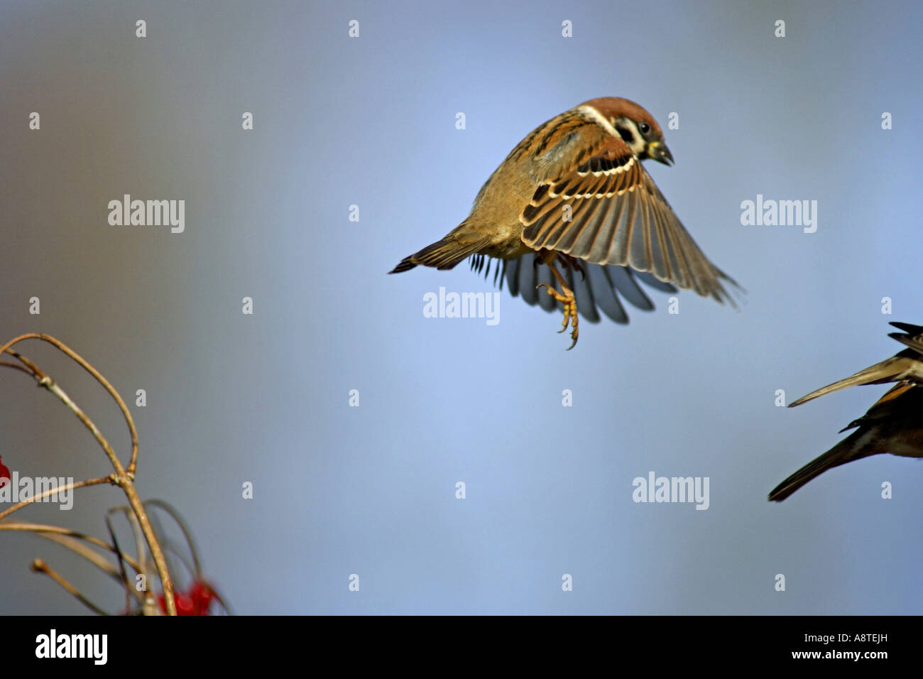 Flying sparrow hi-res stock photography and images - Alamy