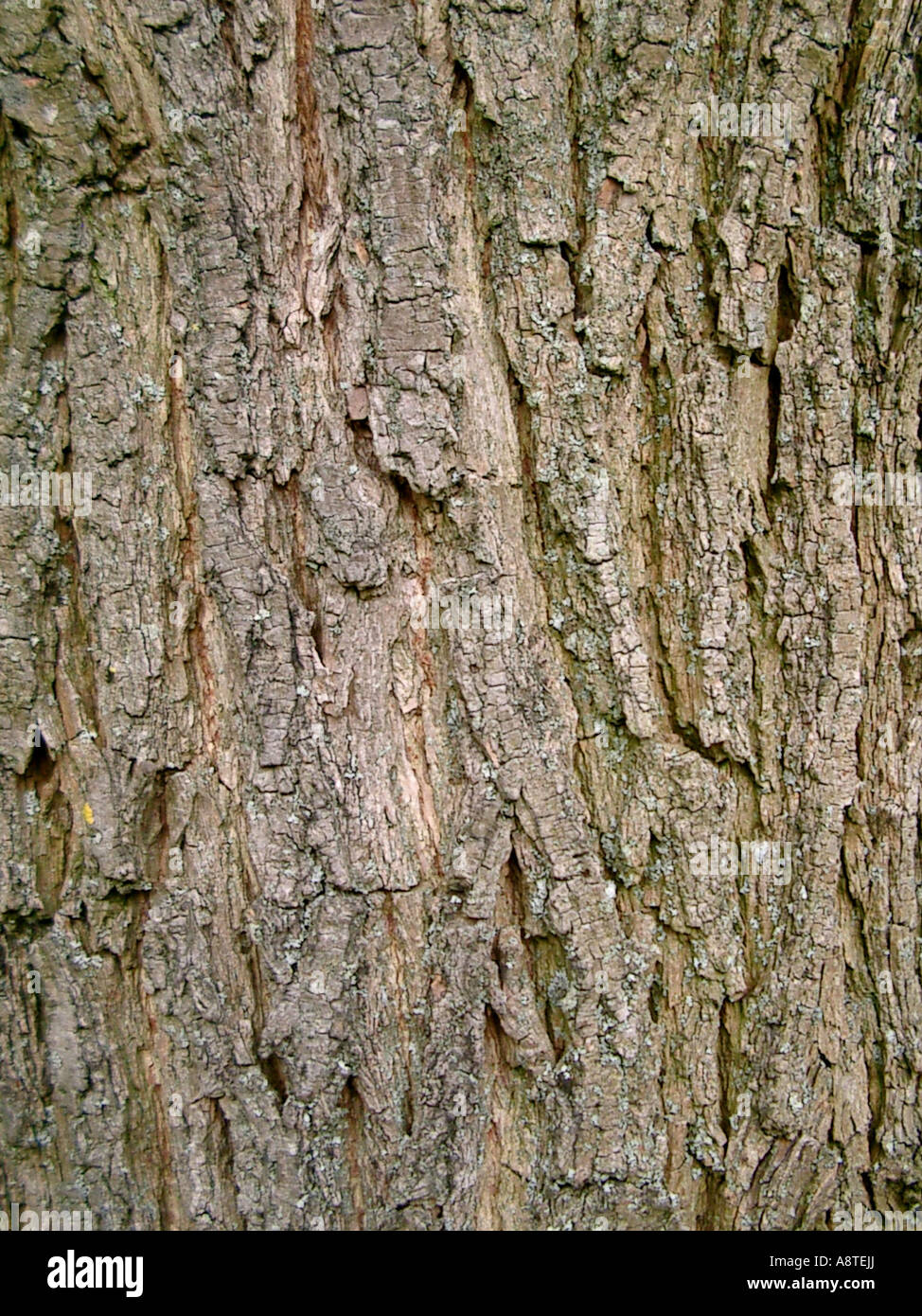 white willow (Salix alba), bark Stock Photo - Alamy