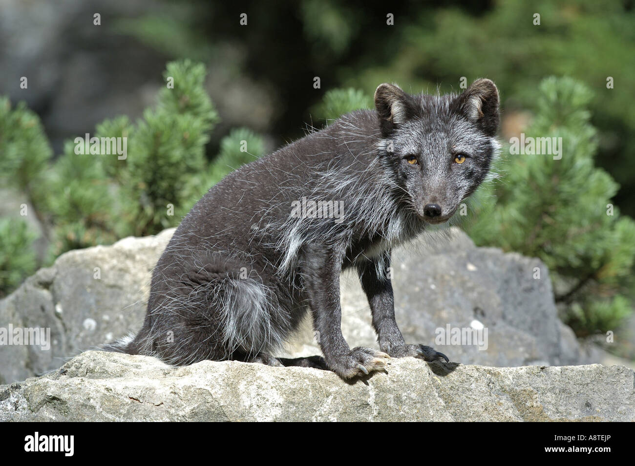 Arctic fox summer with prey hi-res stock photography and images - Alamy