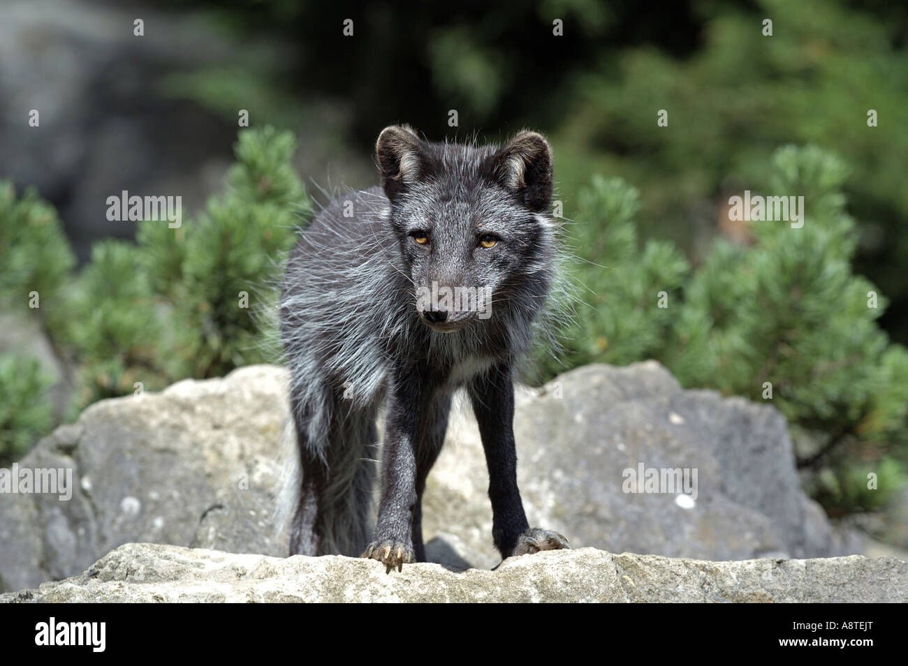 arctic fox (Alopex lagopus, Vulpes lagopus), summer fur Stock Photo - Alamy
