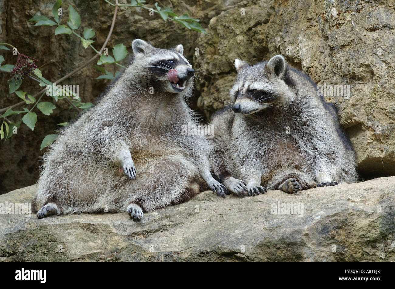 common raccoon (Procyon lotor), two individuals Stock Photo - Alamy