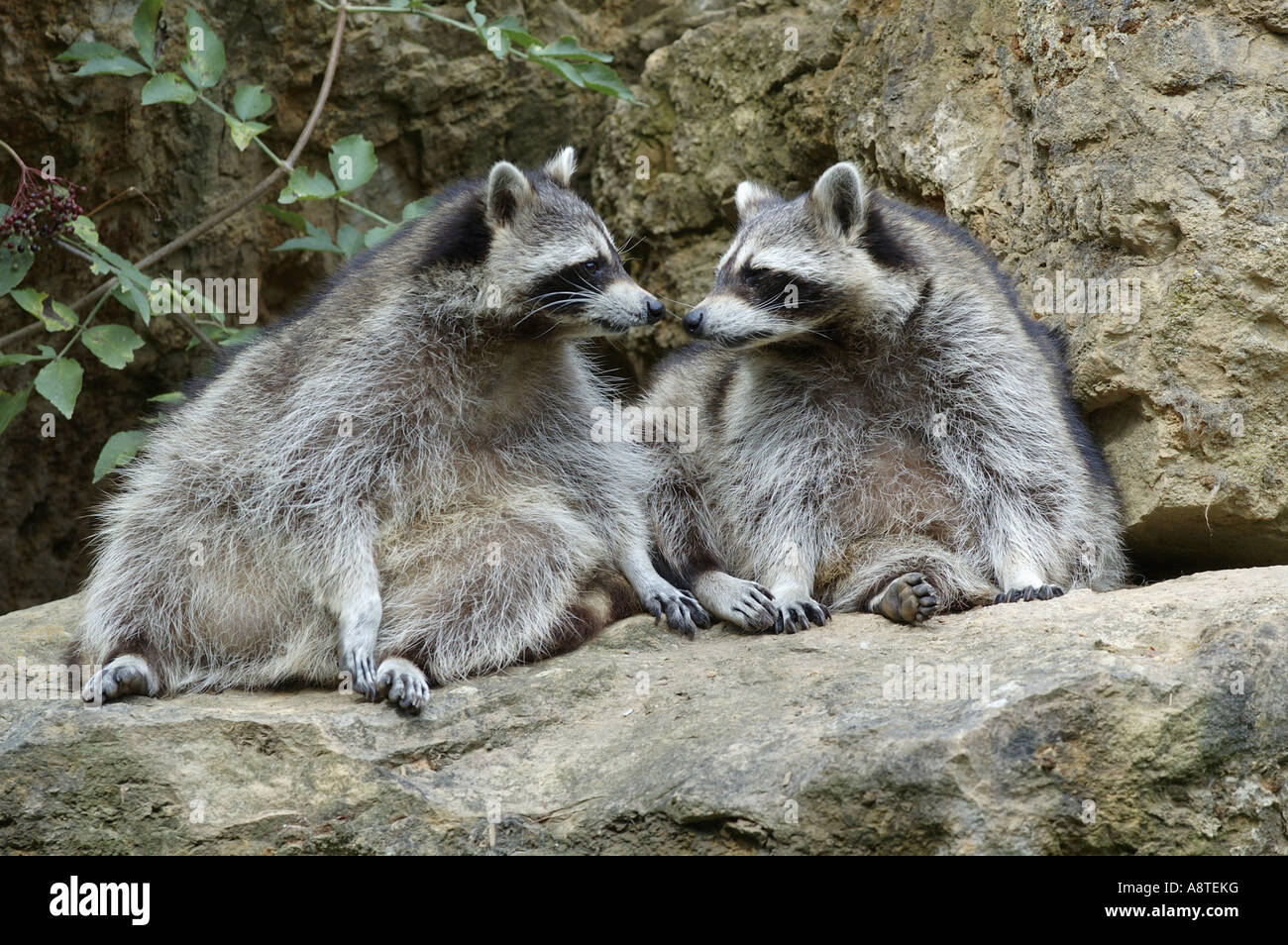 common raccoon (Procyon lotor), two individuals Stock Photo - Alamy