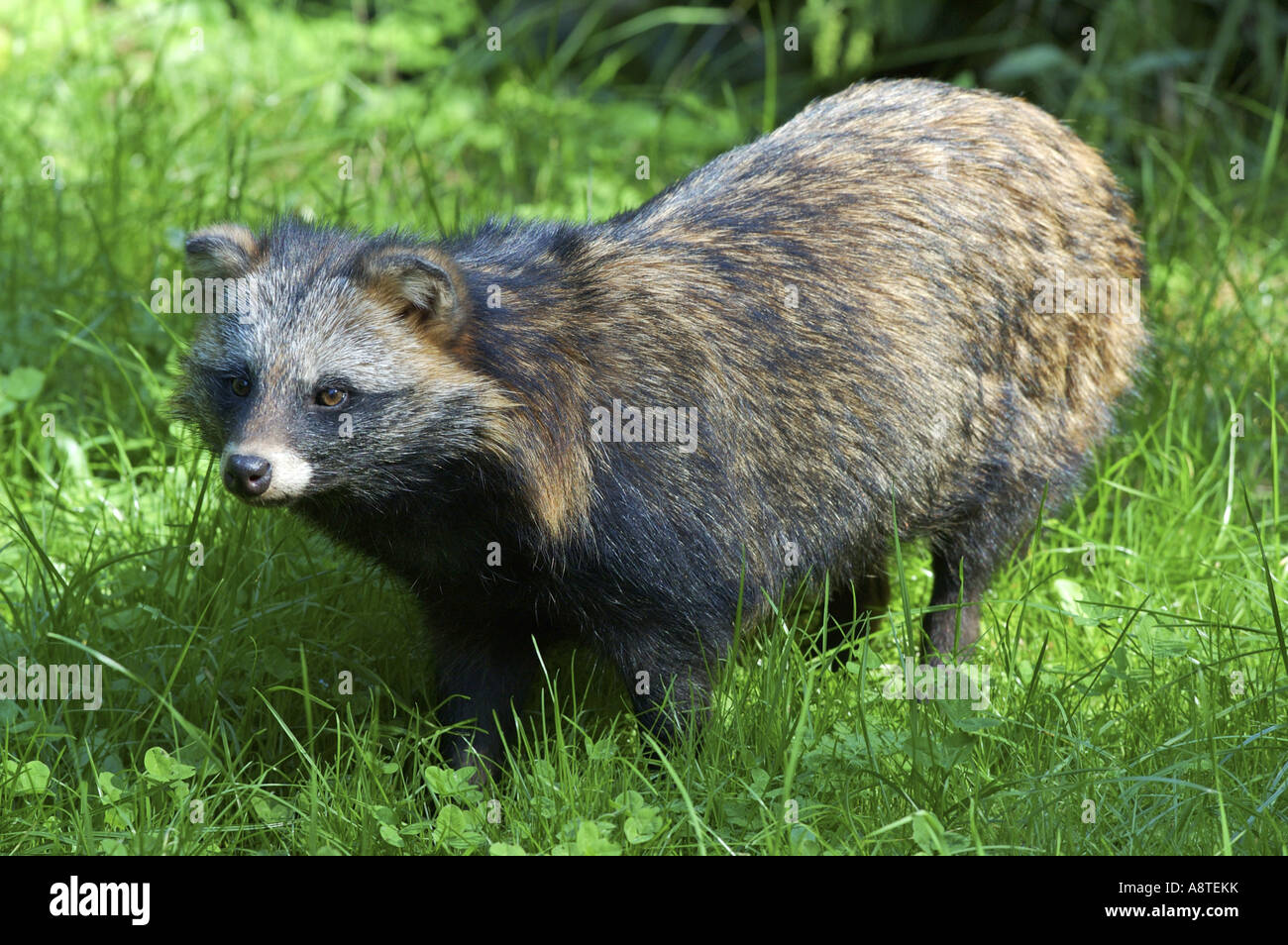 raccoon dog (Nyctereutes procyonoides), in meadow Stock Photo - Alamy