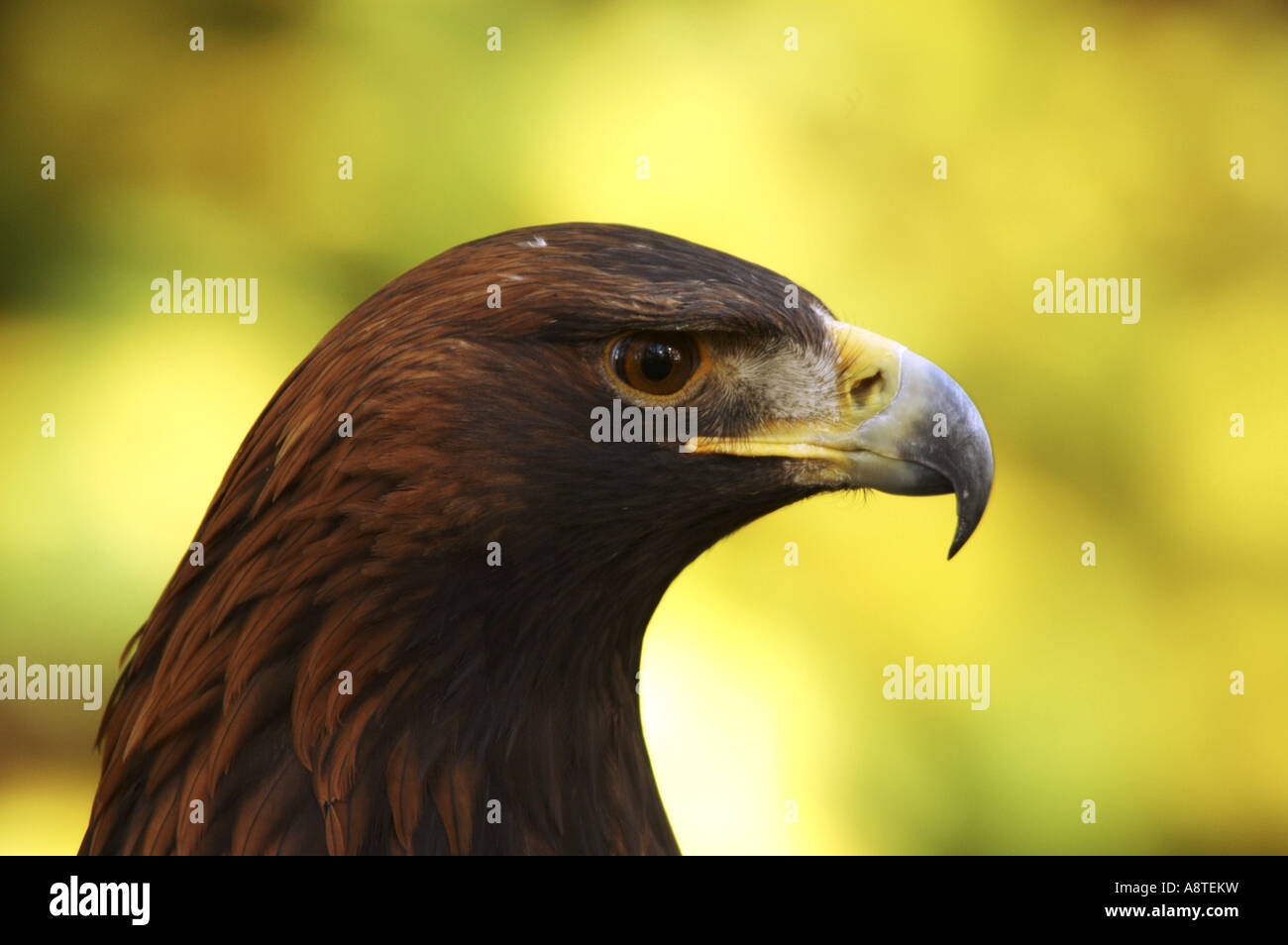 golden eagle (Aquila chrysaetos), portrait, Germany Stock Photo - Alamy