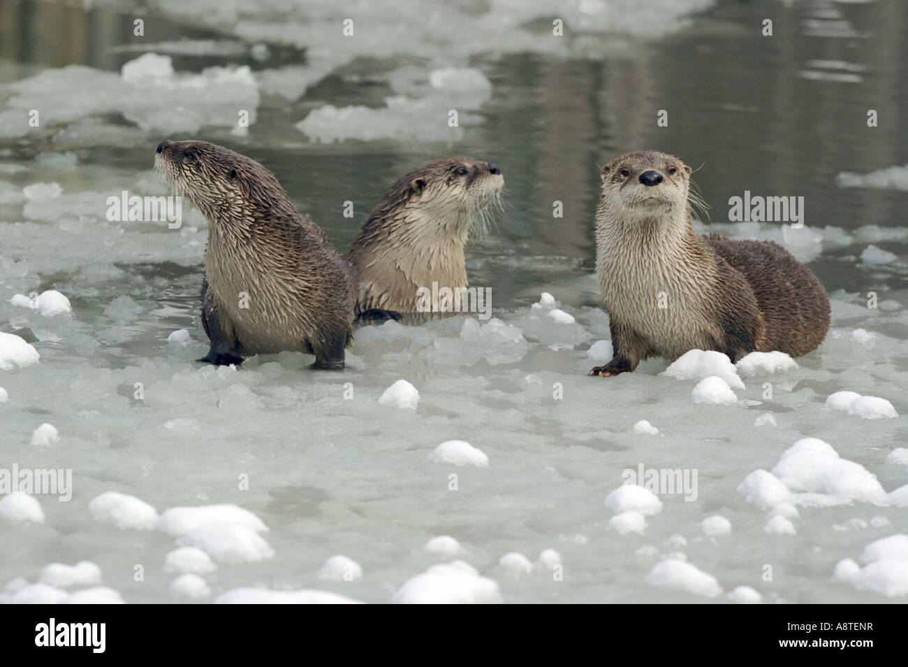 North American river otter, Canadian otter (Lutra canadensis), three ...