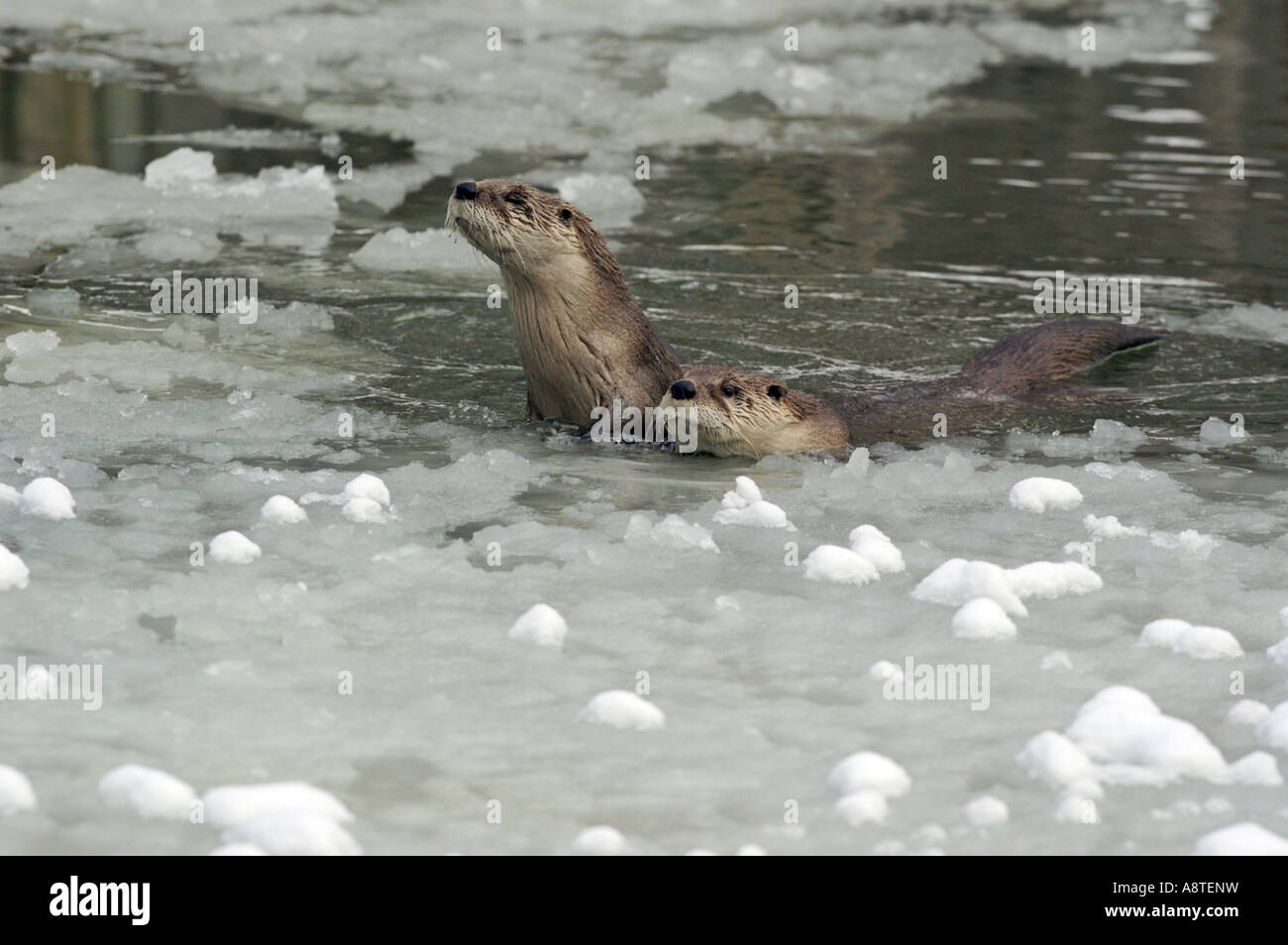 North American river otter, Canadian otter (Lutra canadensis), two ...