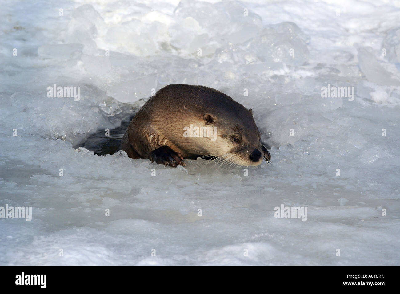 North American river otter, Canadian otter (Lutra canadensis), in ...
