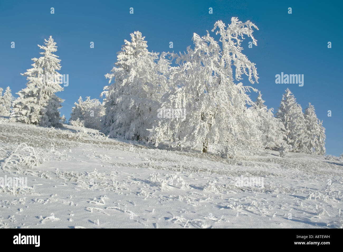 winterscenery on the Sandberg, Germany, Baden-Wuerttemberg ...