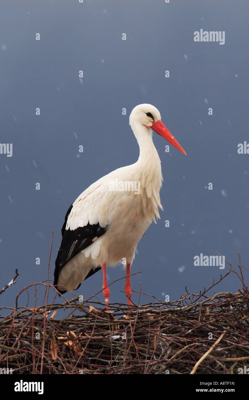 Stork nest switzerland hi-res stock photography and images - Alamy
