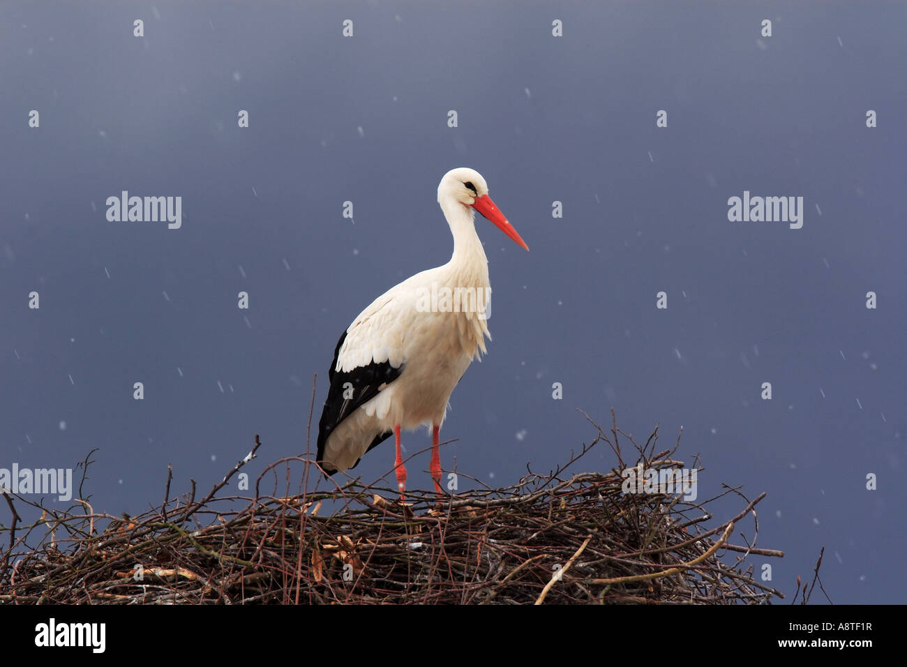 Stork nest switzerland hi-res stock photography and images - Alamy