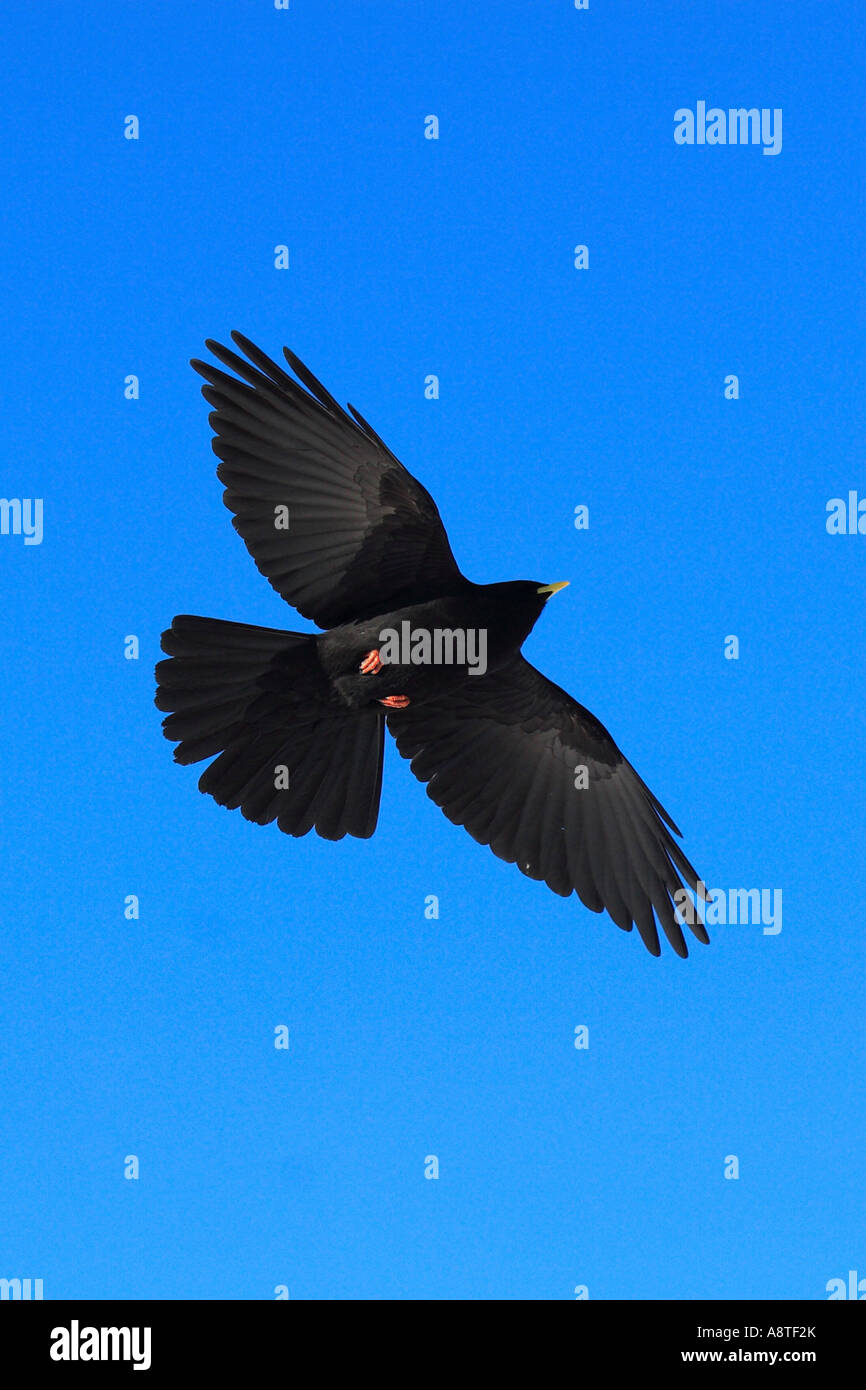 alpine chough (Pyrrhocorax graculus), flying, Switzerland Stock Photo ...