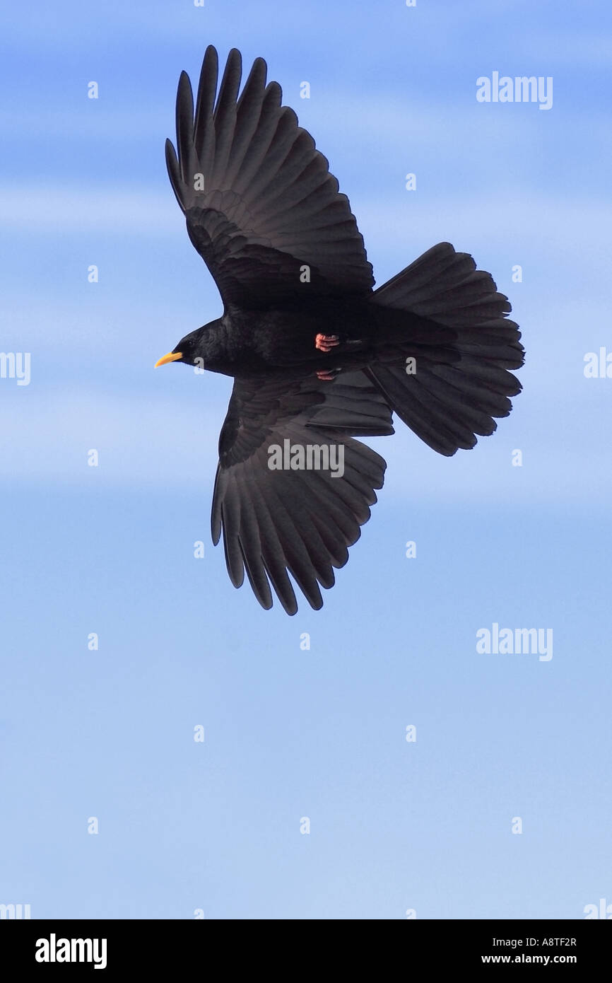 alpine chough (Pyrrhocorax graculus), flying, Switzerland Stock Photo ...