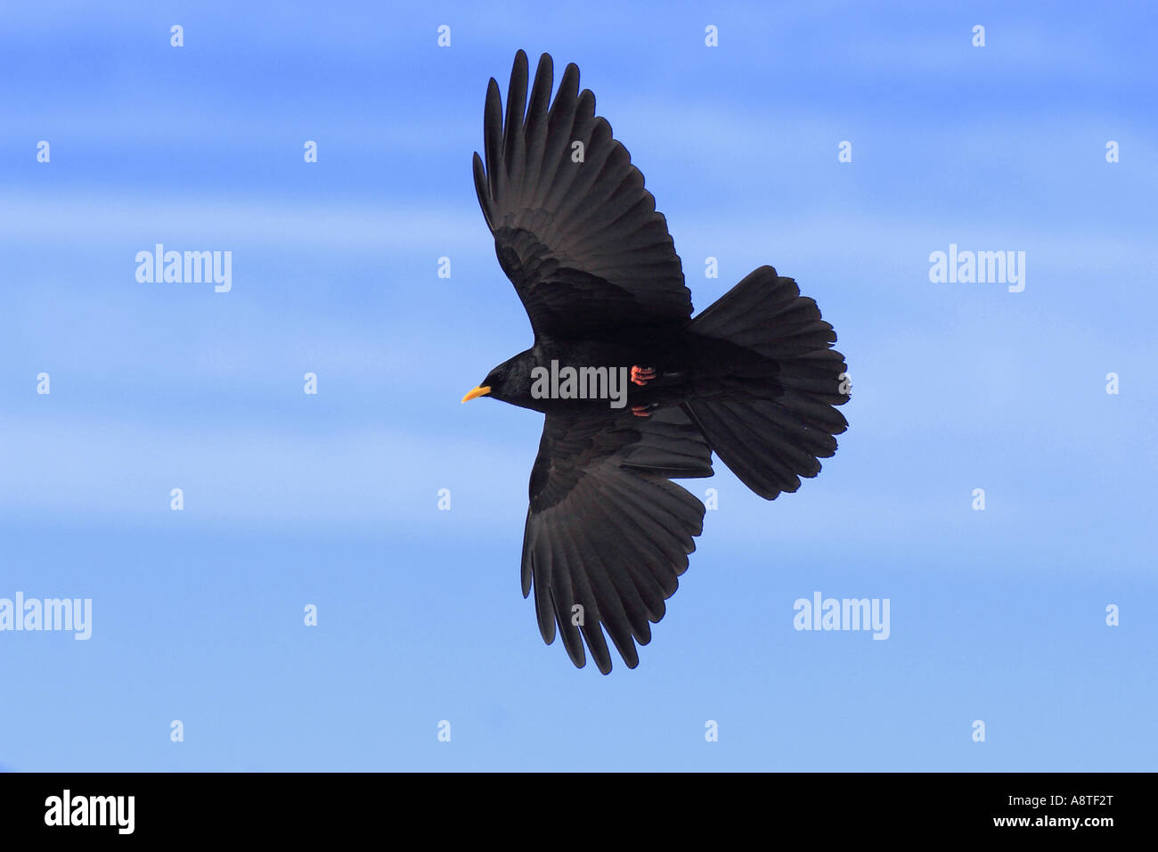 alpine chough (Pyrrhocorax graculus), flying, Switzerland Stock Photo ...