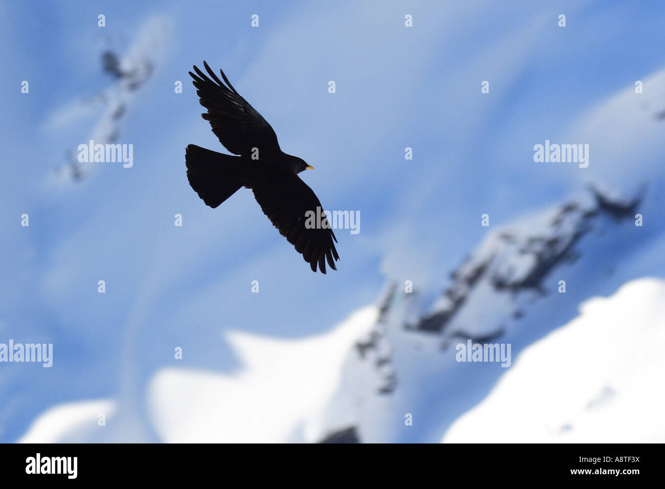 alpine chough (Pyrrhocorax graculus), flying, Switzerland Stock Photo ...