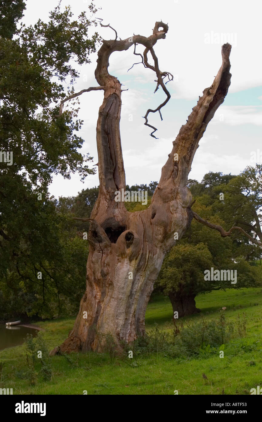 old dead tree forms a V and creates a graphic form in wood Stock Photo ...