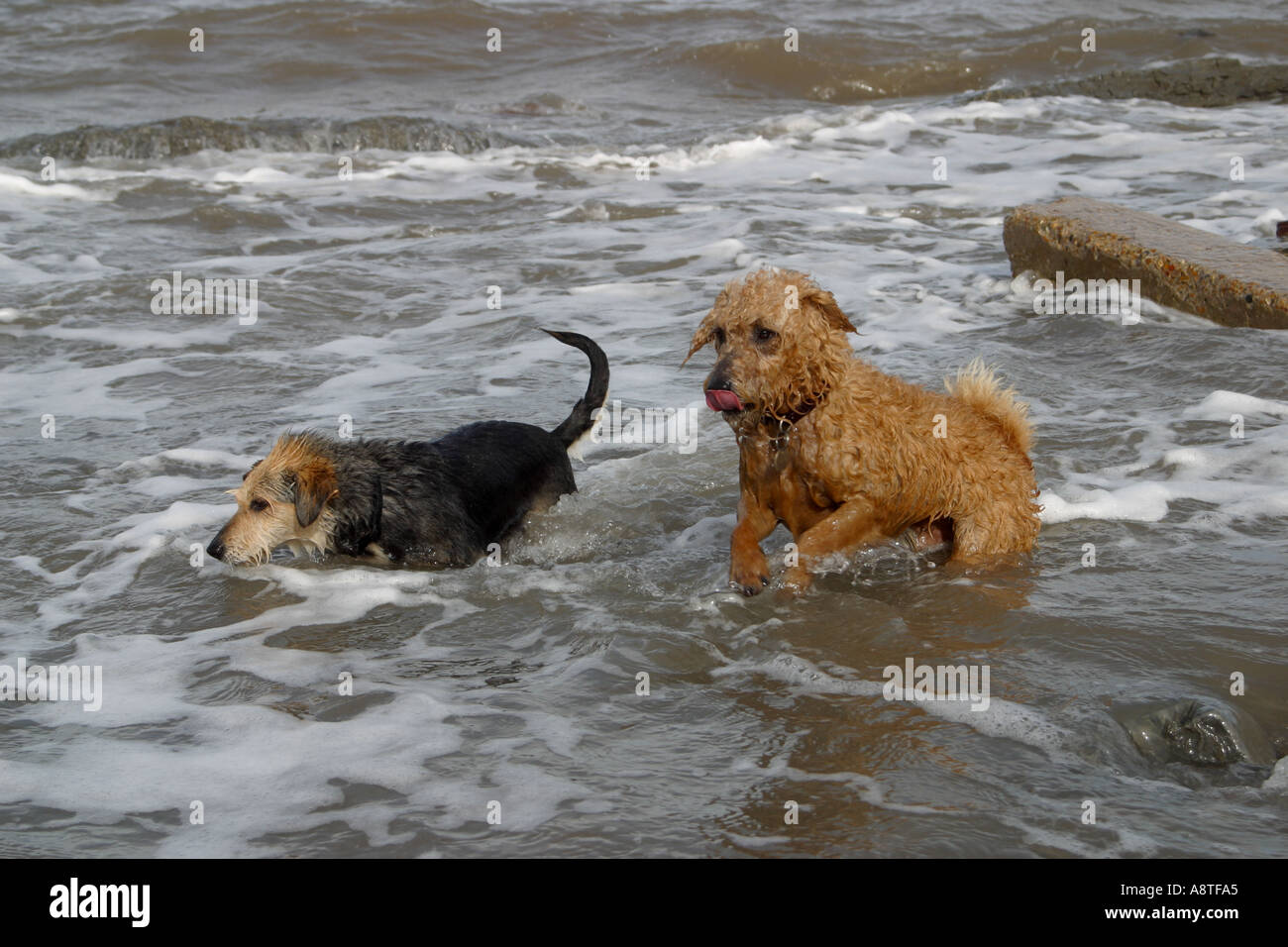 Two small dogs playing in small waves on a beach. Somerset. UK Stock ...