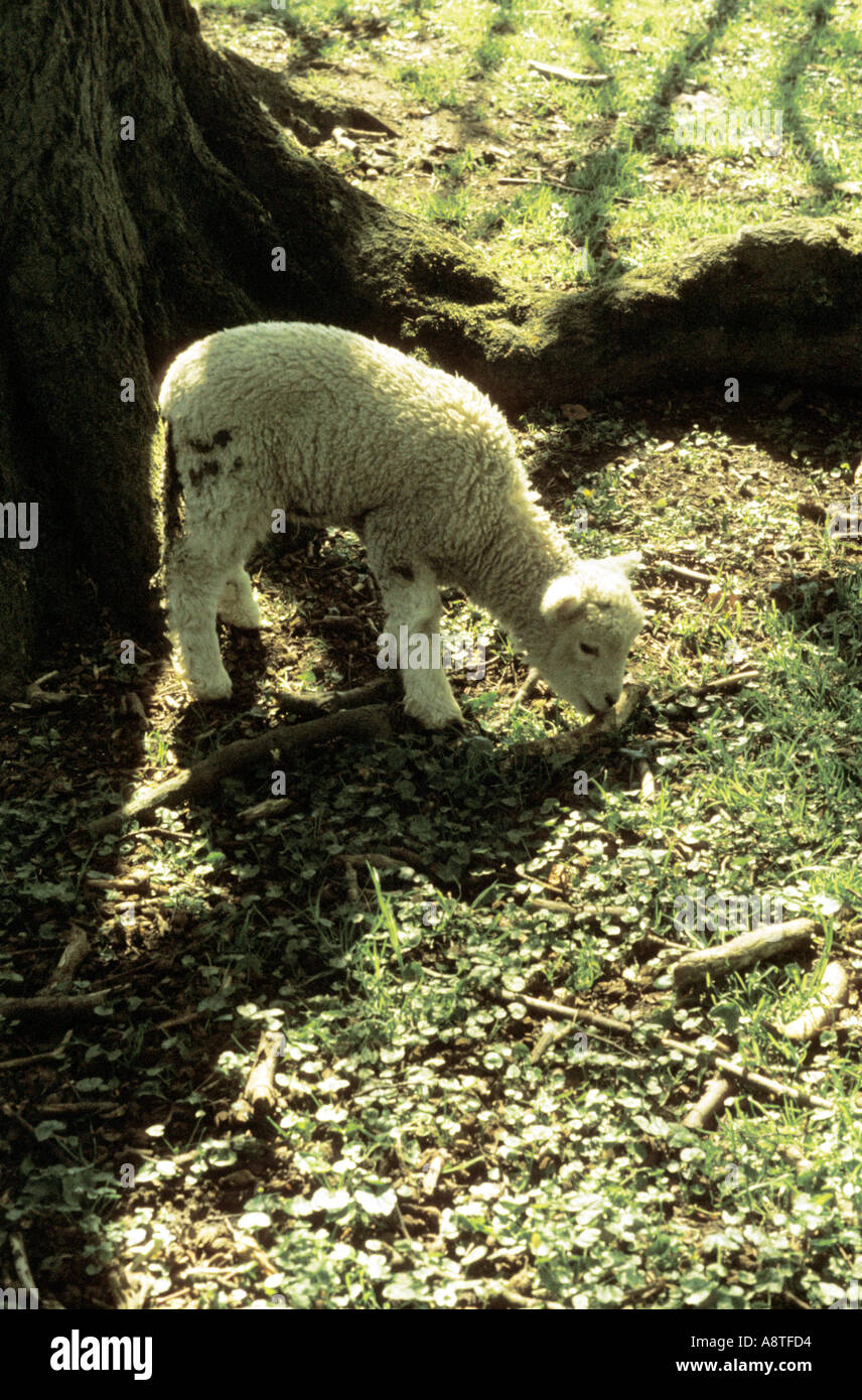 English spring lamb eating hi-res stock photography and images - Alamy