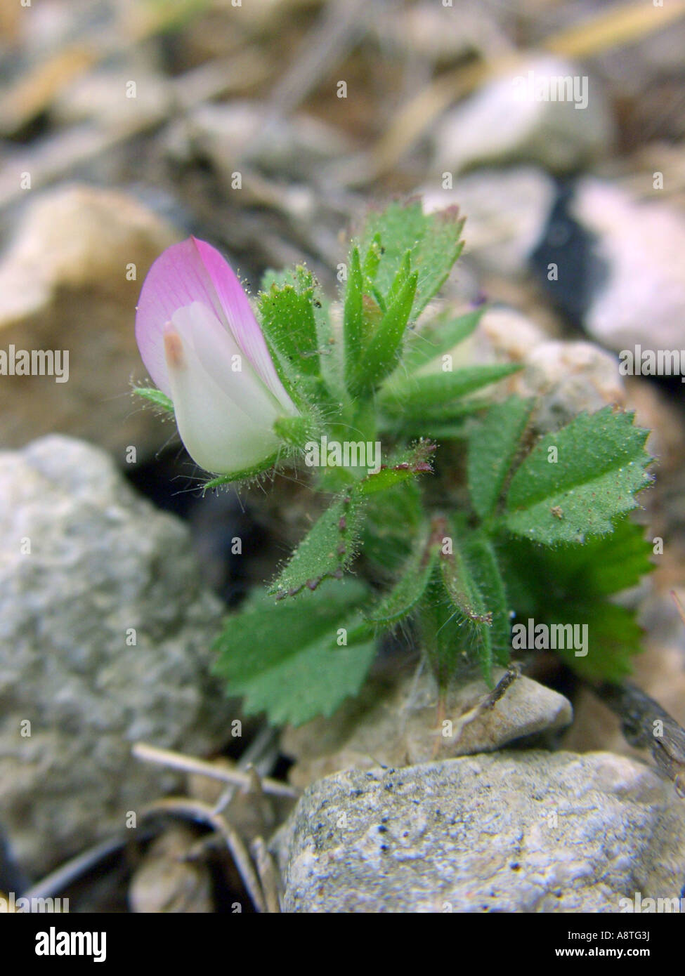 small restharrow (Ononis reclinata), blooming, Spain, Majorca Stock ...