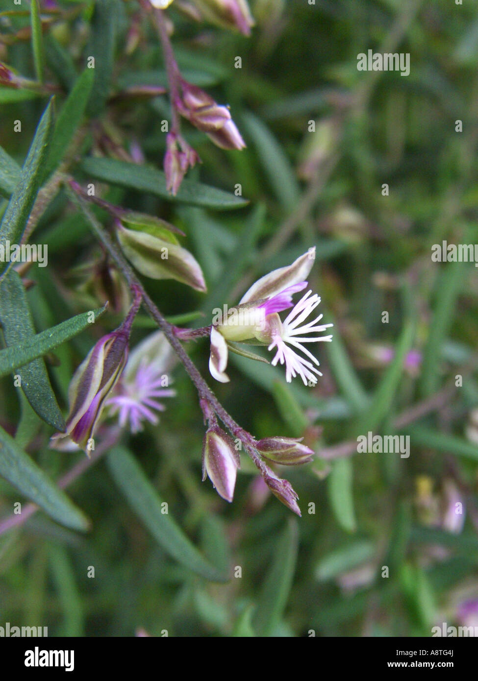 milwort (Polygala rupestris), blooming, Spain, Balearen, Majorca Stock ...