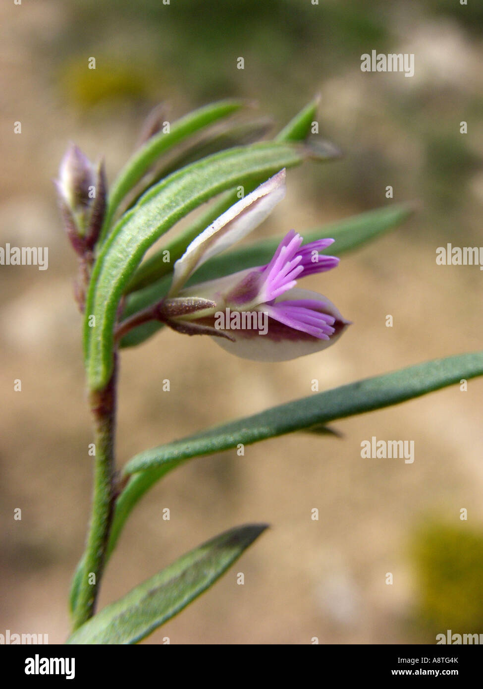 Polygala rupestris flowers hi-res stock photography and images - Alamy