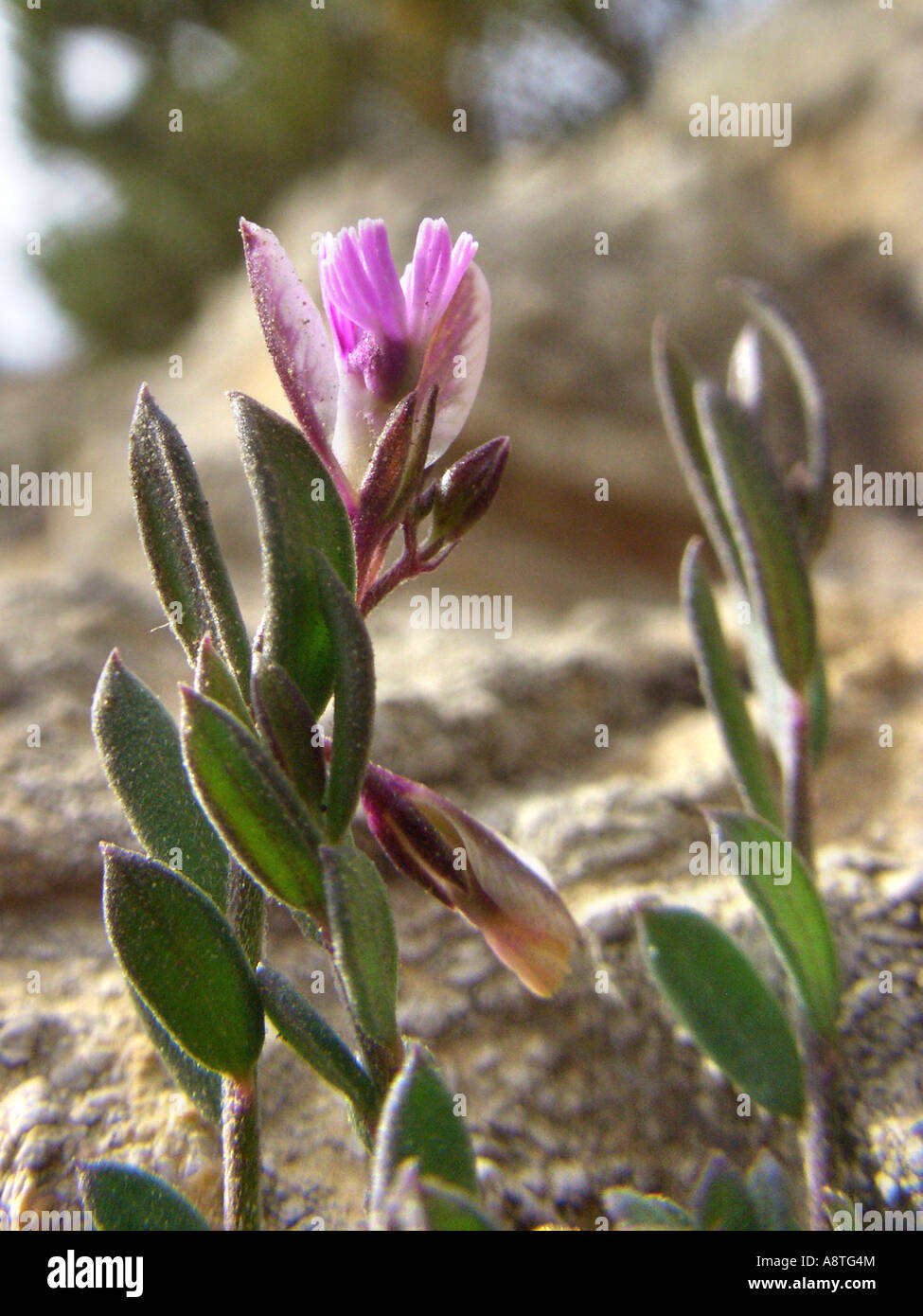 milwort (Polygala rupestris), flower, Spain, Balearen, Majorca Stock ...