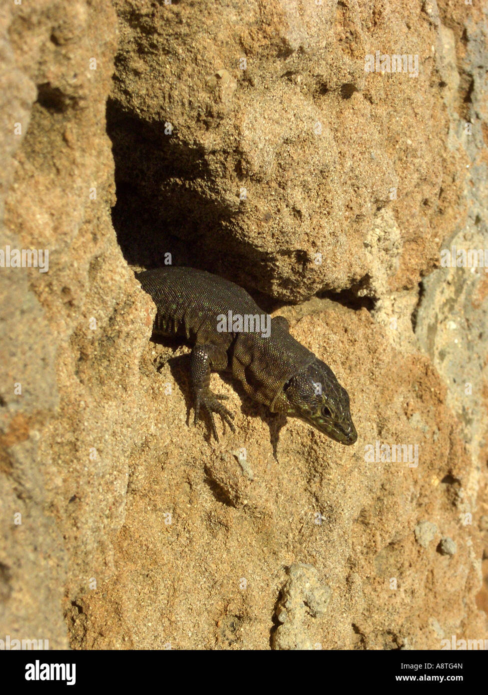 Balearic wall lizard podarcis lilfordi hi-res stock photography and ...