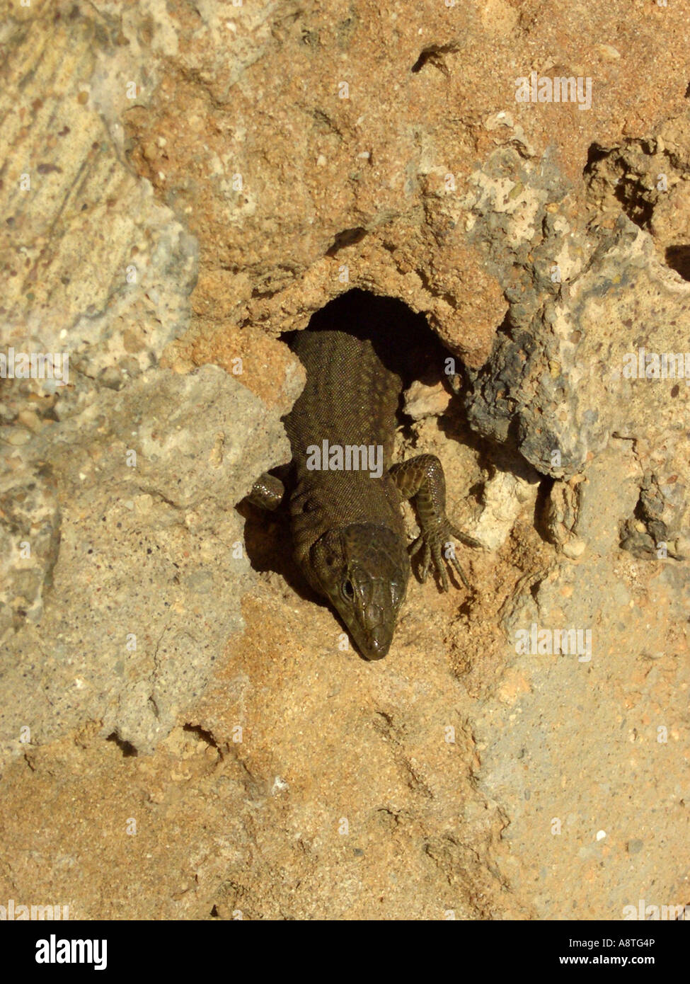 Balearic wall lizard podarcis lilfordi hi-res stock photography and ...
