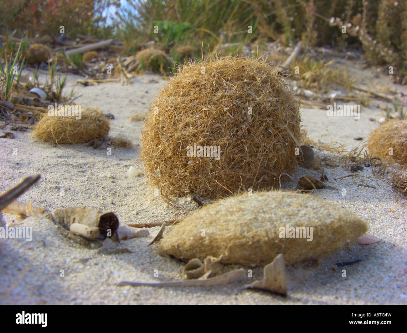 Neptune grass, Poseidon grass, Nun's fart Posidonia oceanica, neptune's ...