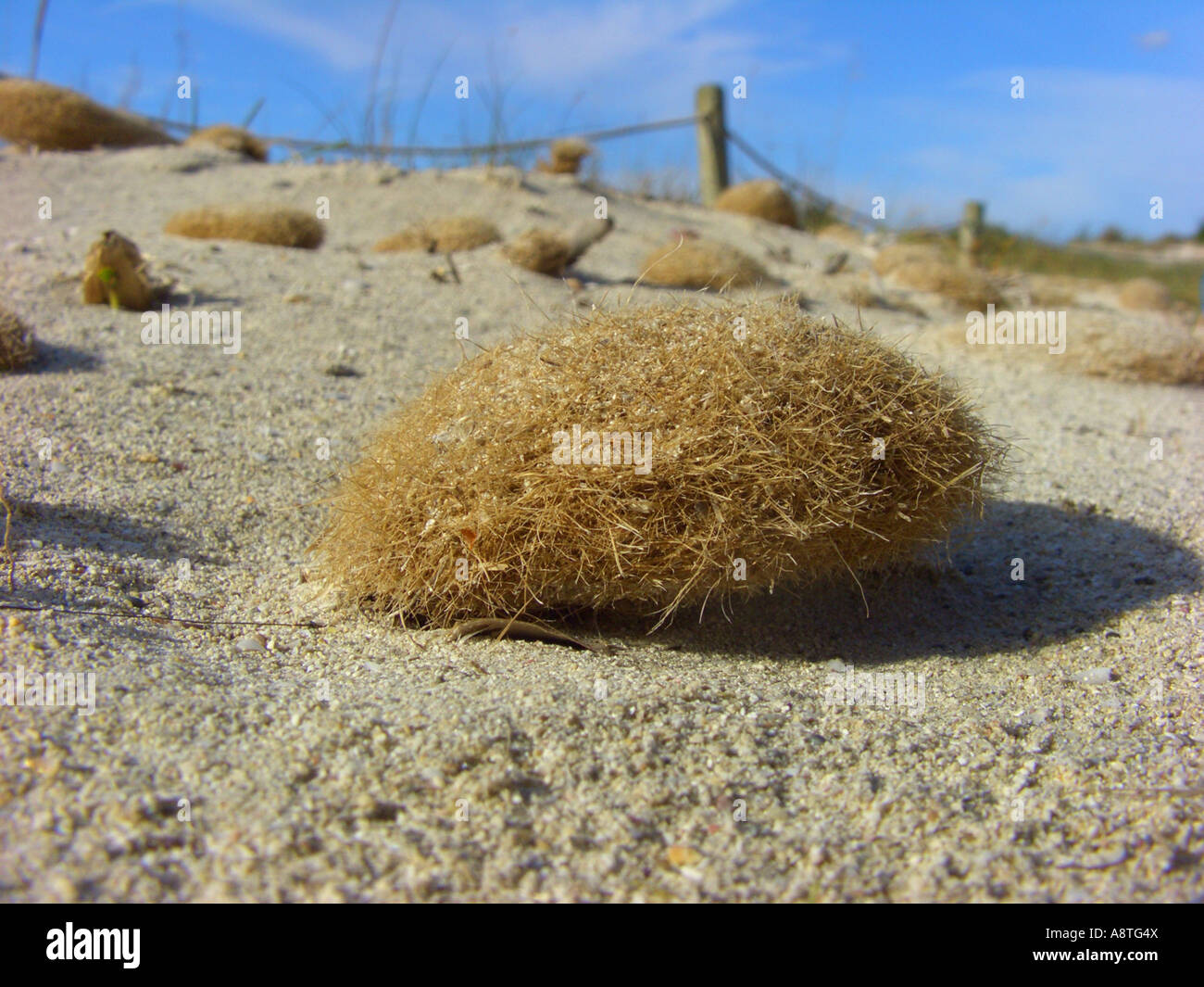 Neptune grass, Poseidon grass, Nun's fart (Posidonia oceanica), neptune ...