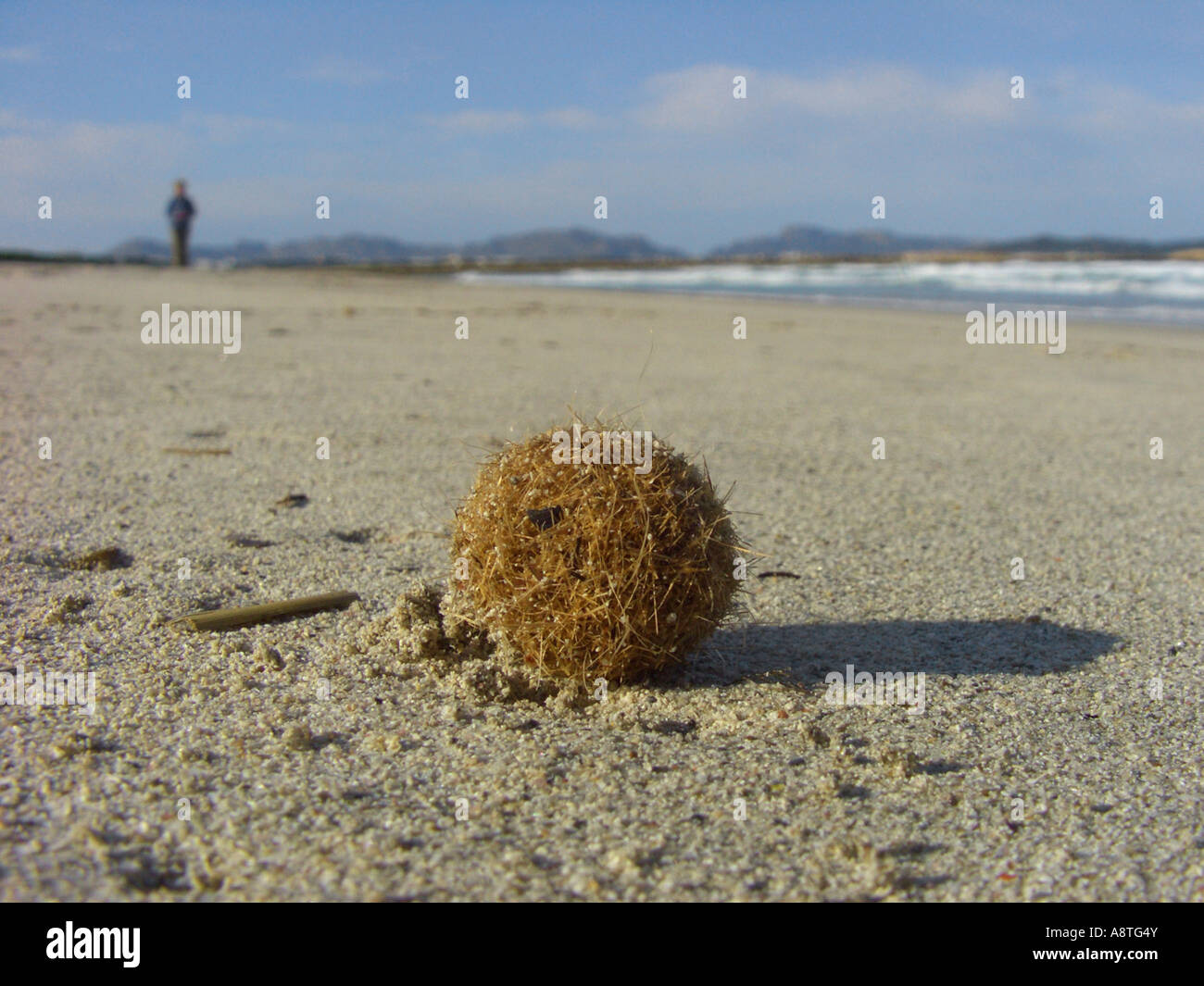 Neptune grass, Poseidon grass, Nun's fart (Posidonia oceanica), neptune ...