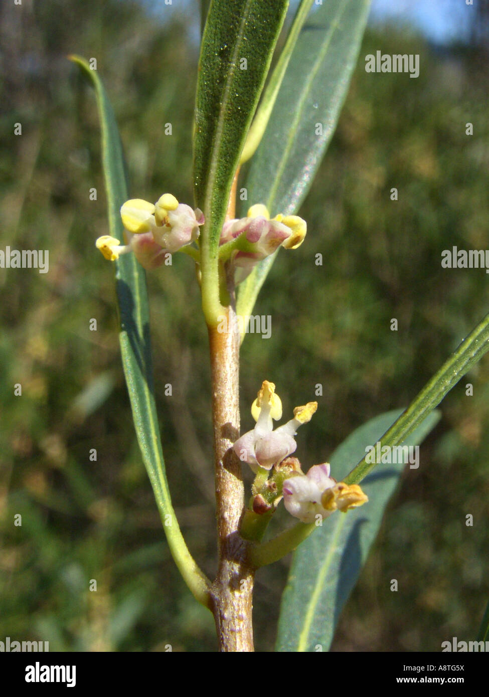 False olive, Narrow-leaved Phillyrea (Phillyrea angustifolia), blooming ...