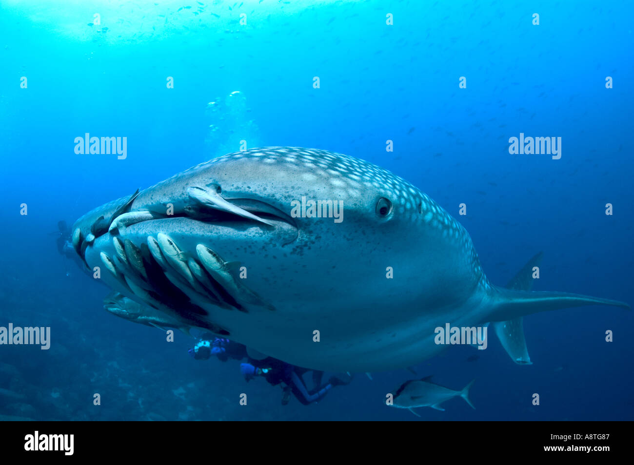 Baby sharks swimming High Resolution Stock Photography and Images - Alamy