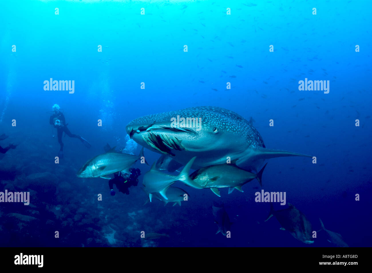 Shark scales close up hi-res stock photography and images - Alamy