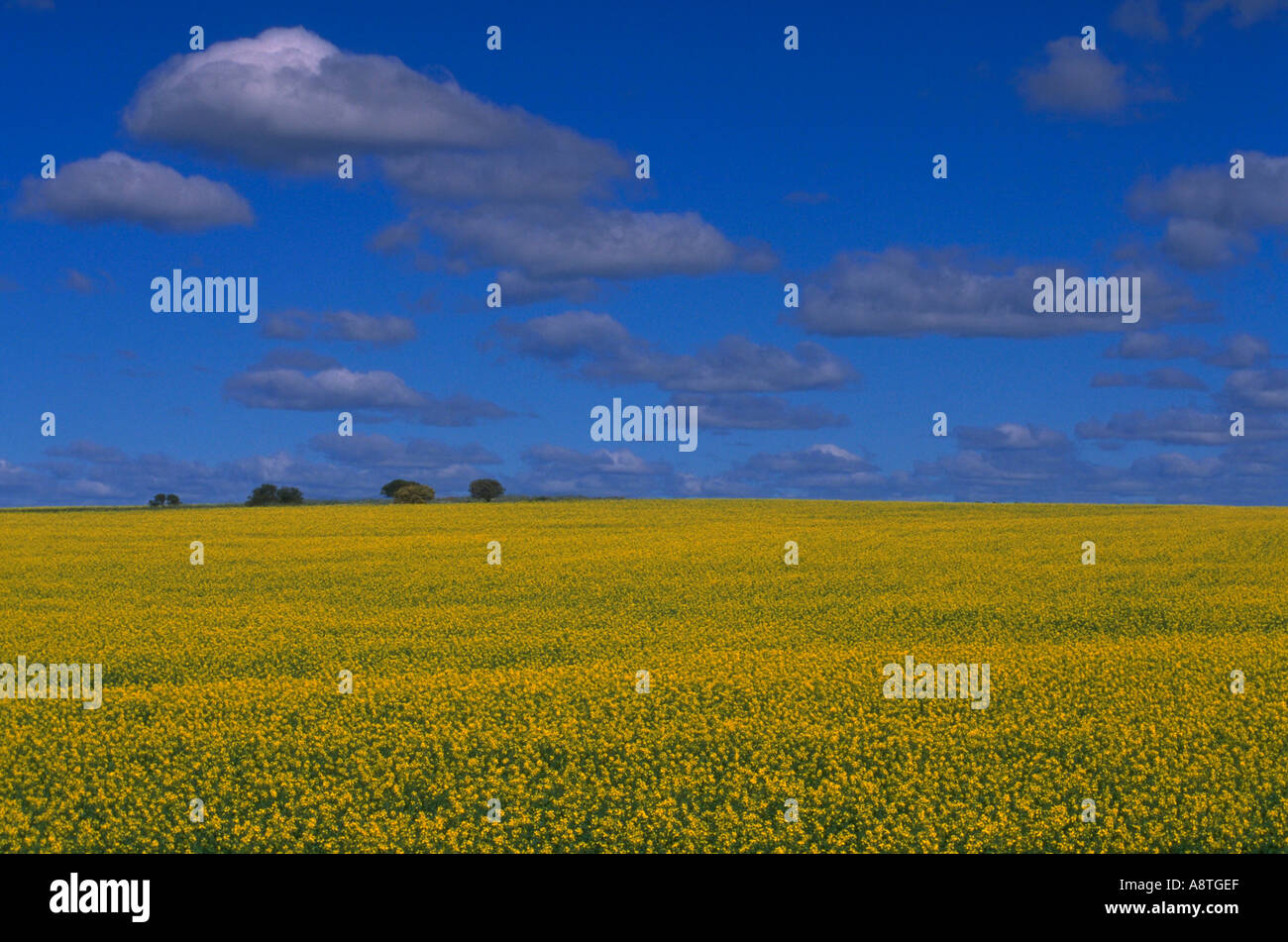 A bright yellow field of Rape Weed under a blue sky and scattered ...