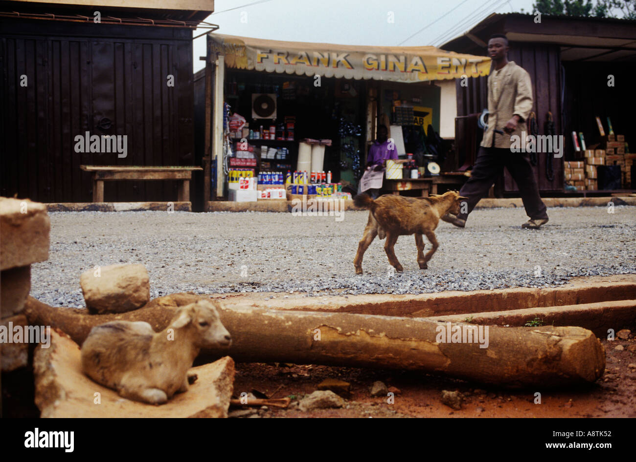 Goats stroll in a street in Magazine in Kumasi Ghana a district which ...
