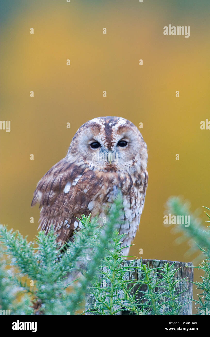 Strixo hi-res stock photography and images - Alamy