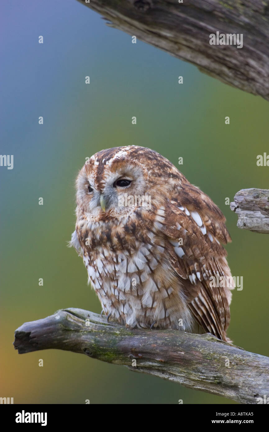Strixo hi-res stock photography and images - Alamy